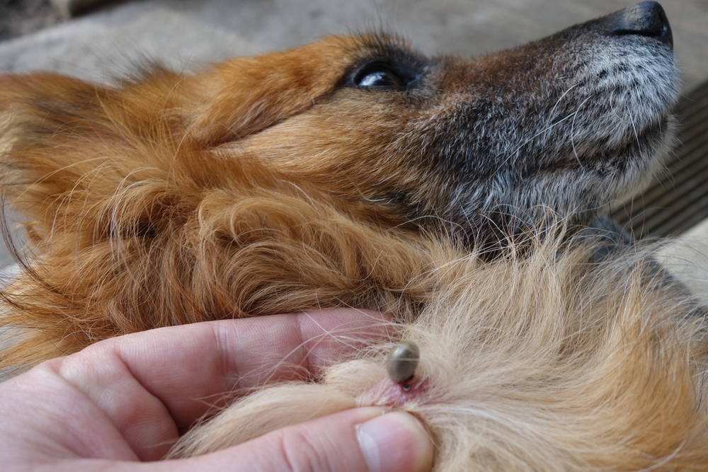 The Tick Risk 5 Diseases Your Pet Can Catch From Ticks Vet In 